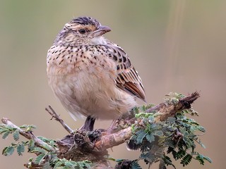 Sentinel Lark - eBird