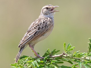Sentinel Lark - eBird