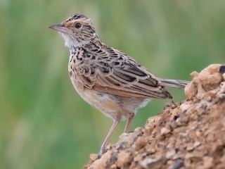 Sentinel Lark - eBird