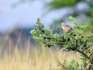 Sentinel Lark - eBird