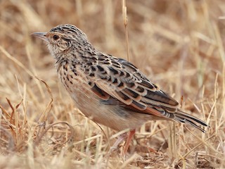 Sentinel Lark - eBird