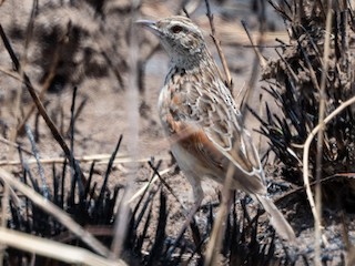 Kidepo Lark - eBird