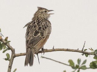 Kidepo Lark - eBird