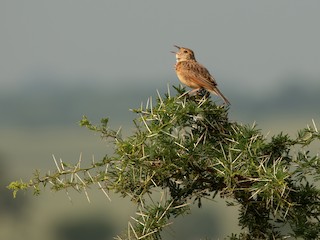 Kidepo Lark - eBird