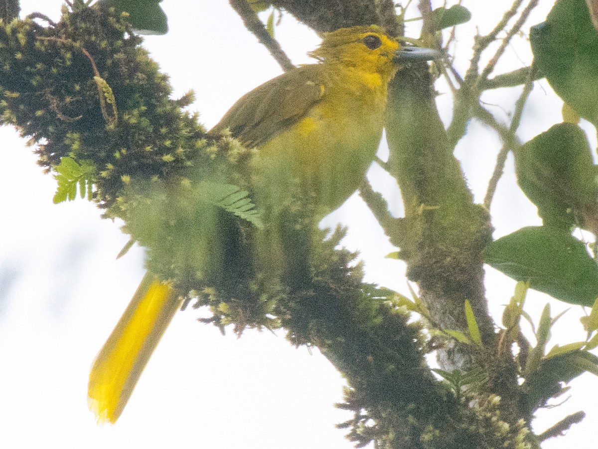 Sangihe Golden-Bulbul - Hypsipetes platenae - Birds of the World