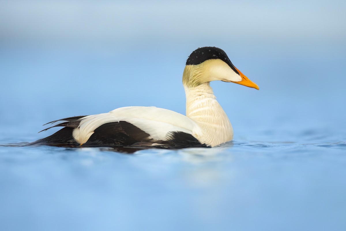 Common Eider (Pacific) - eBird