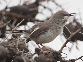 Maasai Apalis - eBird