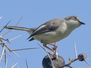 Karamoja Apalis - eBird