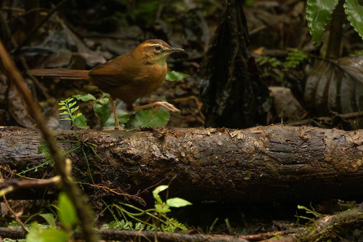 Long-legged Thicketbird - Cincloramphus rufus - Birds of the World
