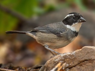 Black-capped Sparrow - eBird