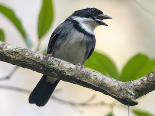 Black-capped Sparrow - eBird