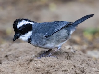 Black-capped Sparrow - eBird