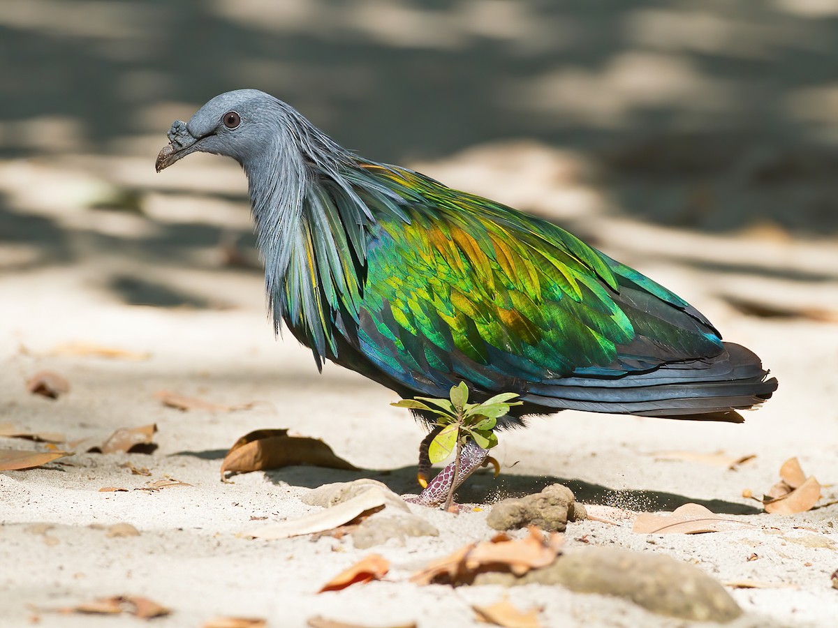 Nicobar Pigeon - Caloenas nicobarica - Birds of the World