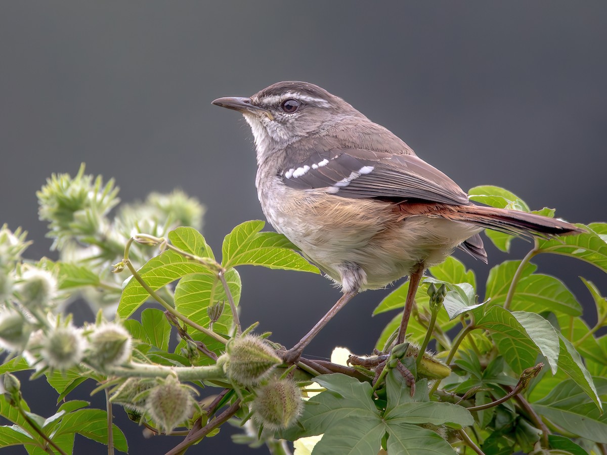Brown-backed Scrub-Robin - Cercotrichas hartlaubi - Birds of the World