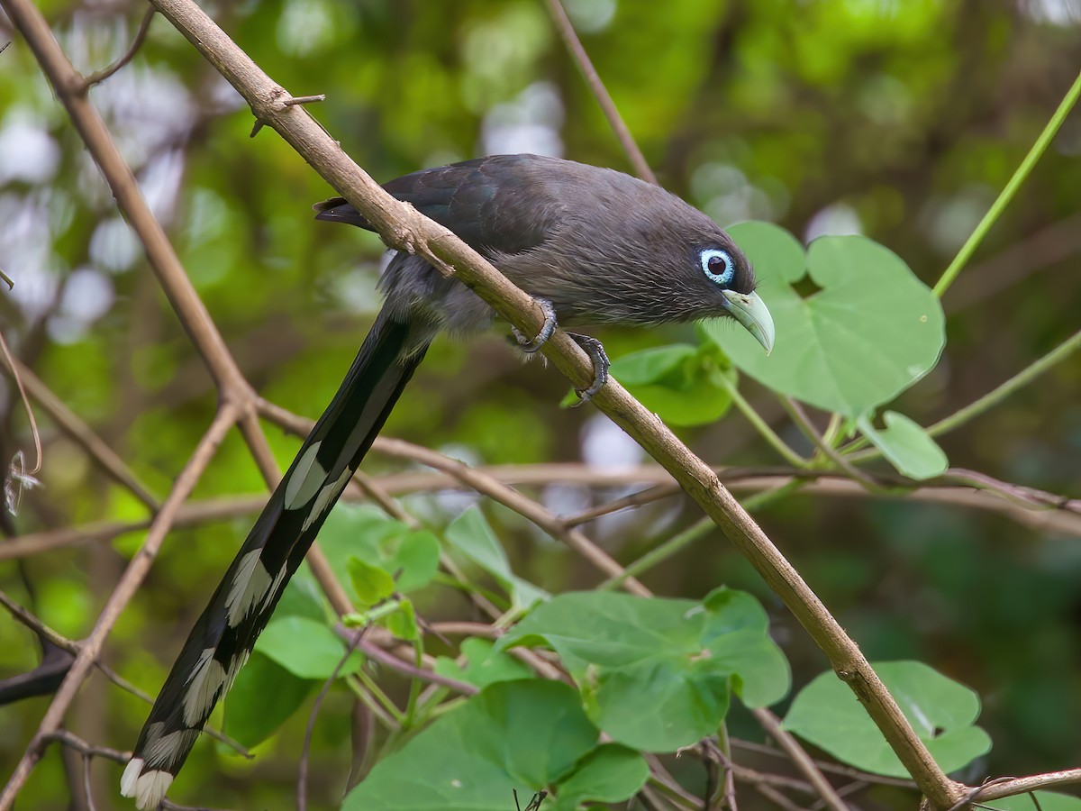 Blue-faced Malkoha - Phaenicophaeus viridirostris - Birds of the World