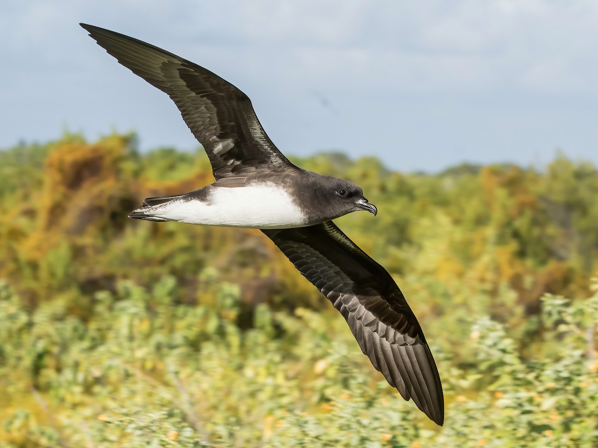 Phoenix Petrel - Pterodroma alba - Birds of the World