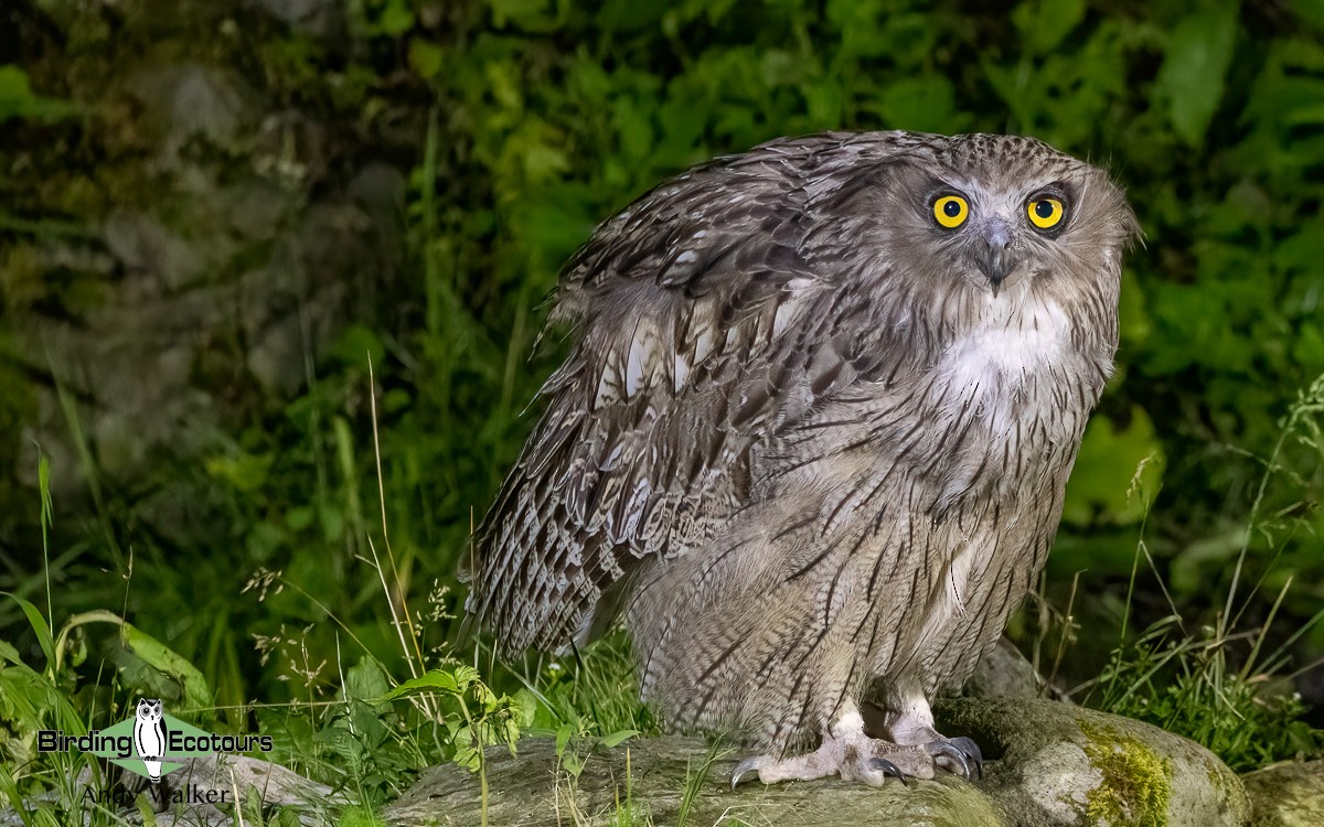 Blakiston's Fish-Owl (blakistoni) - eBird
