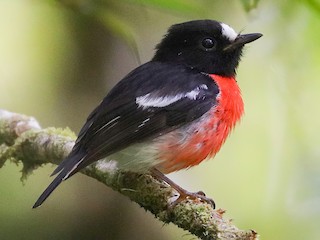 Pacific Robin - eBird