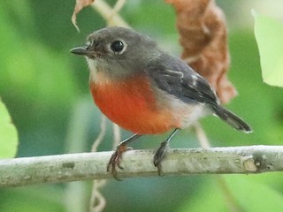 Pacific Robin - eBird