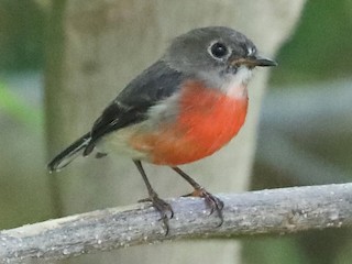 Pacific Robin - eBird