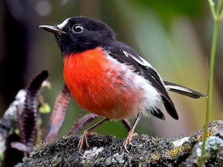 Pacific Robin - eBird