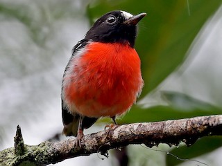 Pacific Robin - eBird