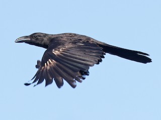 Philippine Jungle Crow - eBird
