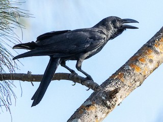 Philippine Jungle Crow - eBird