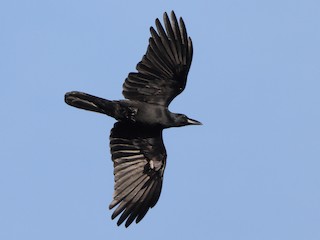 Philippine Jungle Crow - eBird
