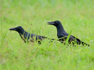 Philippine Jungle Crow - eBird