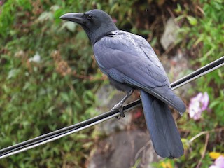 Philippine Jungle Crow - eBird