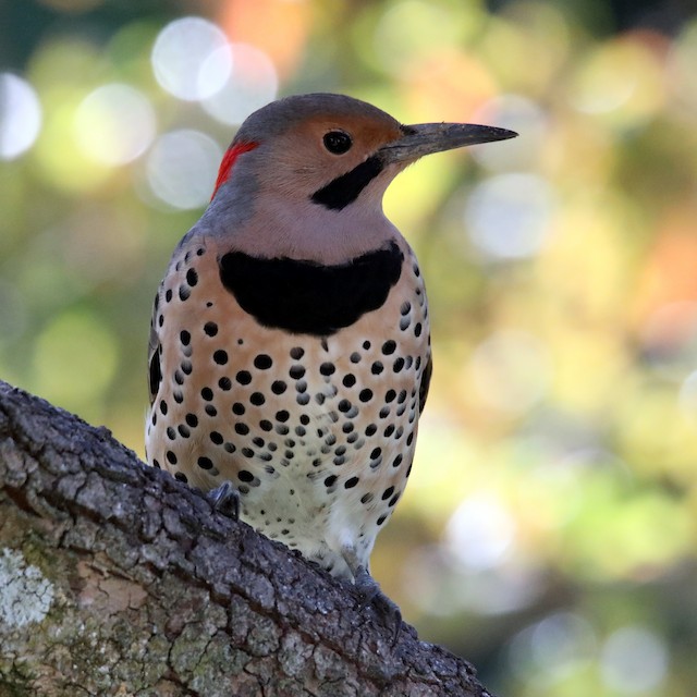 Pennsylvania Bird Atlas - Discover a new world of birding...
