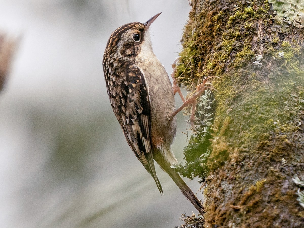 Sichuan Treecreeper - Certhia tianquanensis - Birds of the World