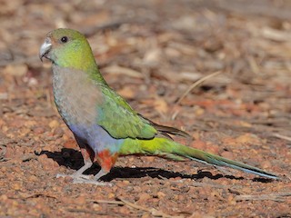 Red-capped Parrot - eBird