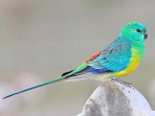 Red rumped Parrot eBird