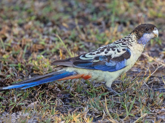 Northern Rosella