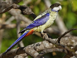Northern Rosella - eBird