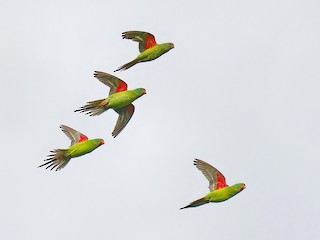 Swift Parrot - eBird
