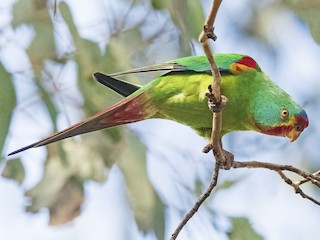 Swift Parrot - eBird