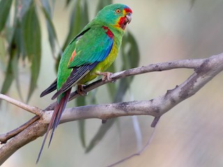 Swift Parrot - eBird