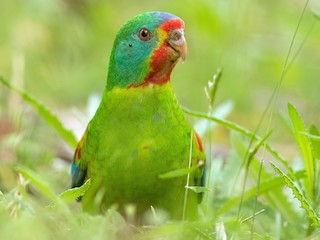 Swift Parrot - eBird