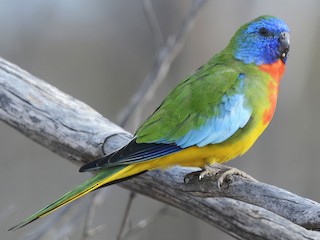 Scarlet-chested Parrot - eBird