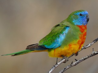 Scarlet-chested Parrot - eBird