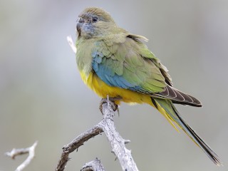 Scarlet-chested Parrot - eBird