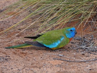 Scarlet-chested Parrot - eBird