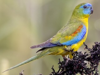 Turquoise Parrot - eBird