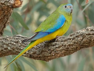 Turquoise Parrot - eBird