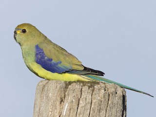 Blue-winged Parrot - eBird