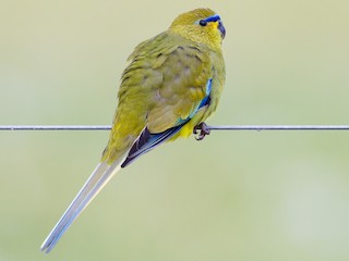 Elegant Parrot - eBird