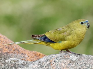 Rock Parrot - eBird